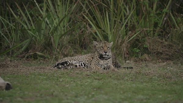 Onça-pintada deitada na grama com um filhote atrás - BambooStock