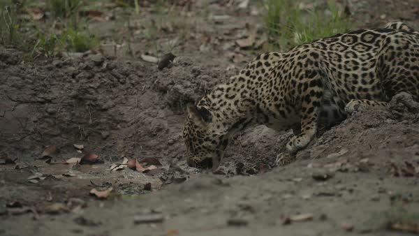 Onça-pintada bebendo água - BambooStock