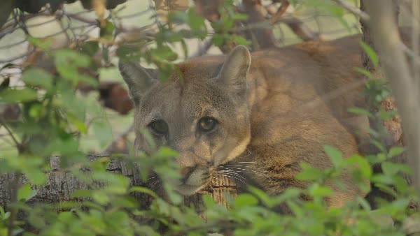 Close-up de uma onça-parda - BambooStock