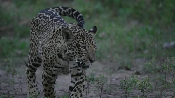 Close-up de uma onça-pintada caminhando no mato - BambooStock