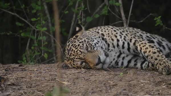 Close-up de uma onça-pintada adormecendo - BambooStock