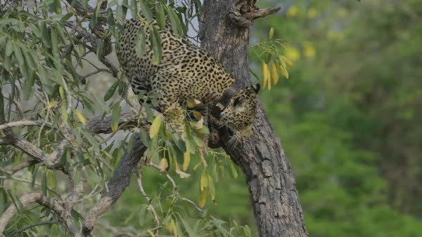 Onça-pintada descendo do tronco de uma árvore - BambooStock